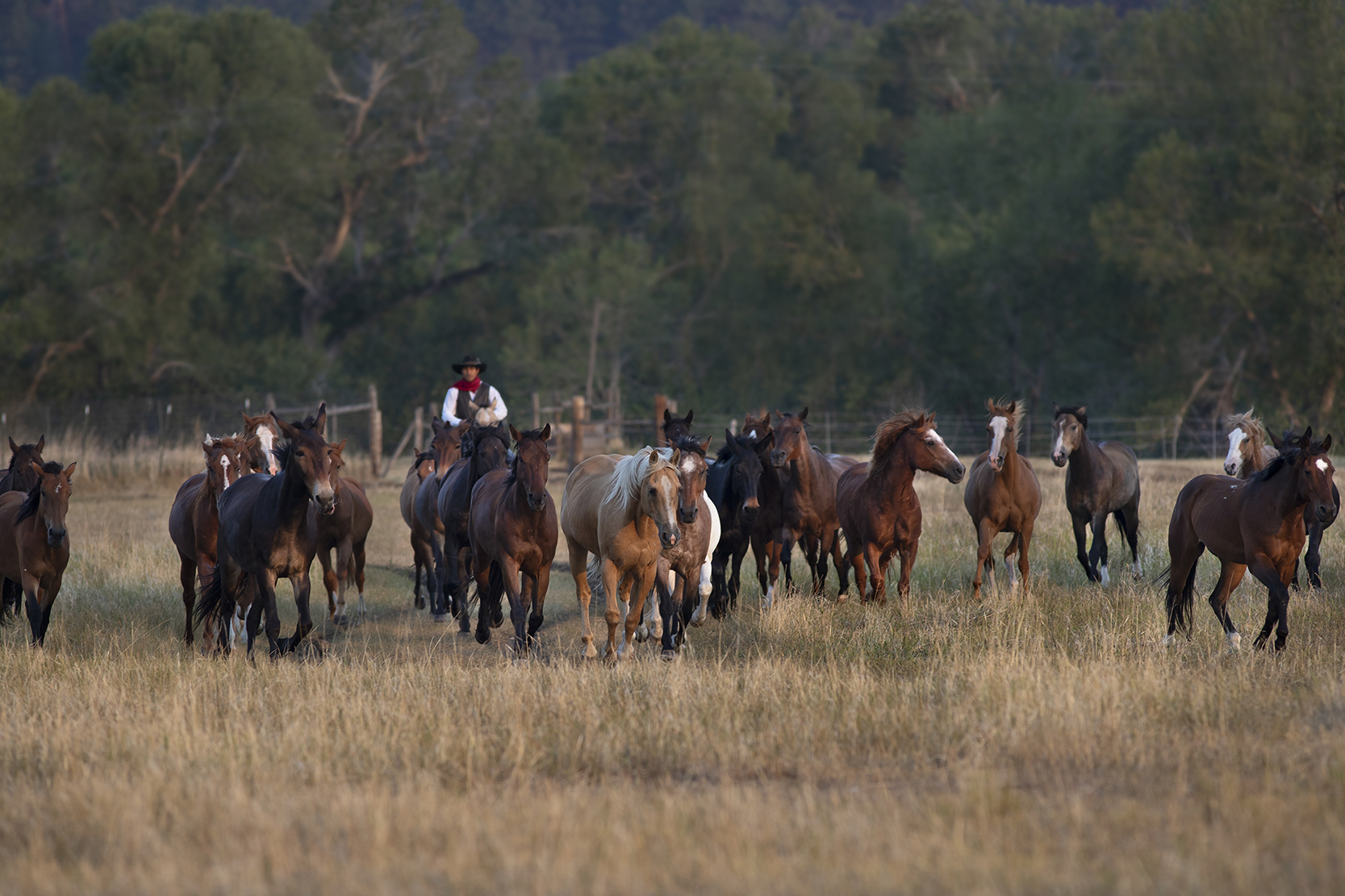 True Ranch Collection - Dude Ranch Vacations